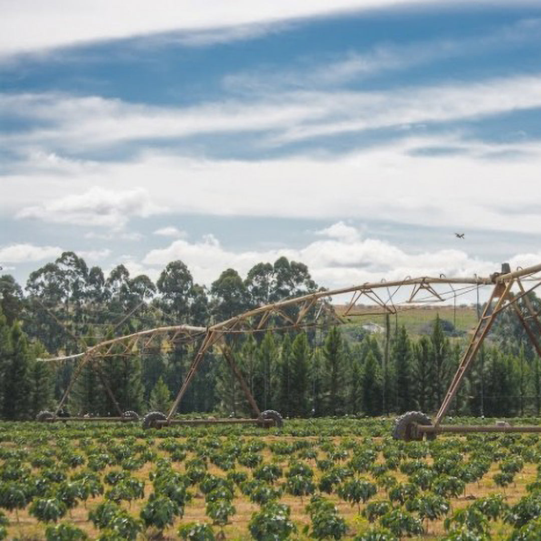 Impact Espresso | Well Grounded